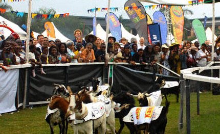 PhotoEssay » Uganda Traditional Goat Ceremony - allAfrica.com