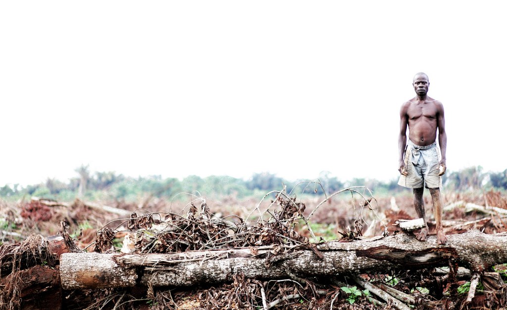 Africa: Forests Vital Resource in Sustainable Development - allAfrica.com