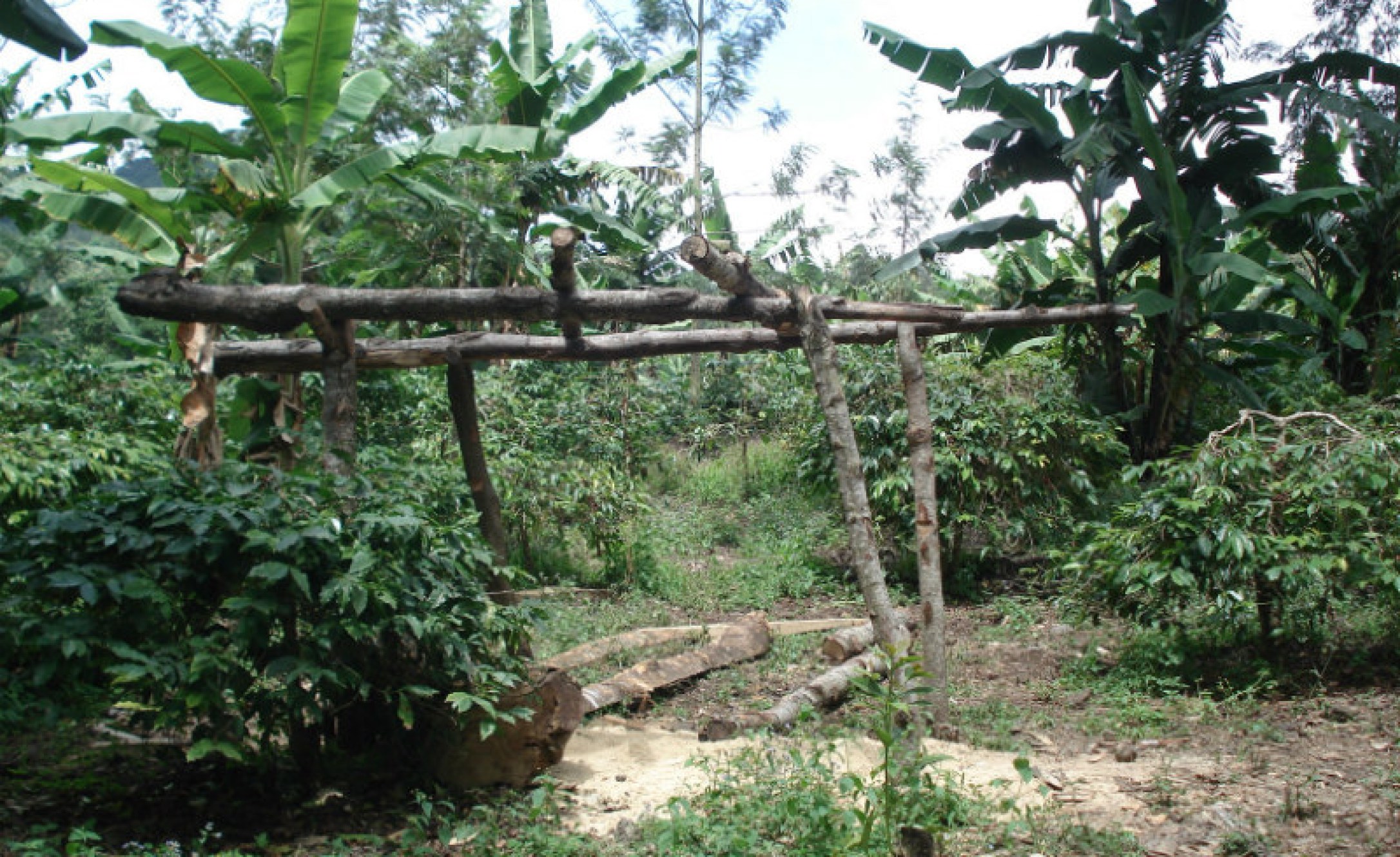 Ghana: Strange Dwarfs Invade the Northern Region of Ghana - allAfrica.com