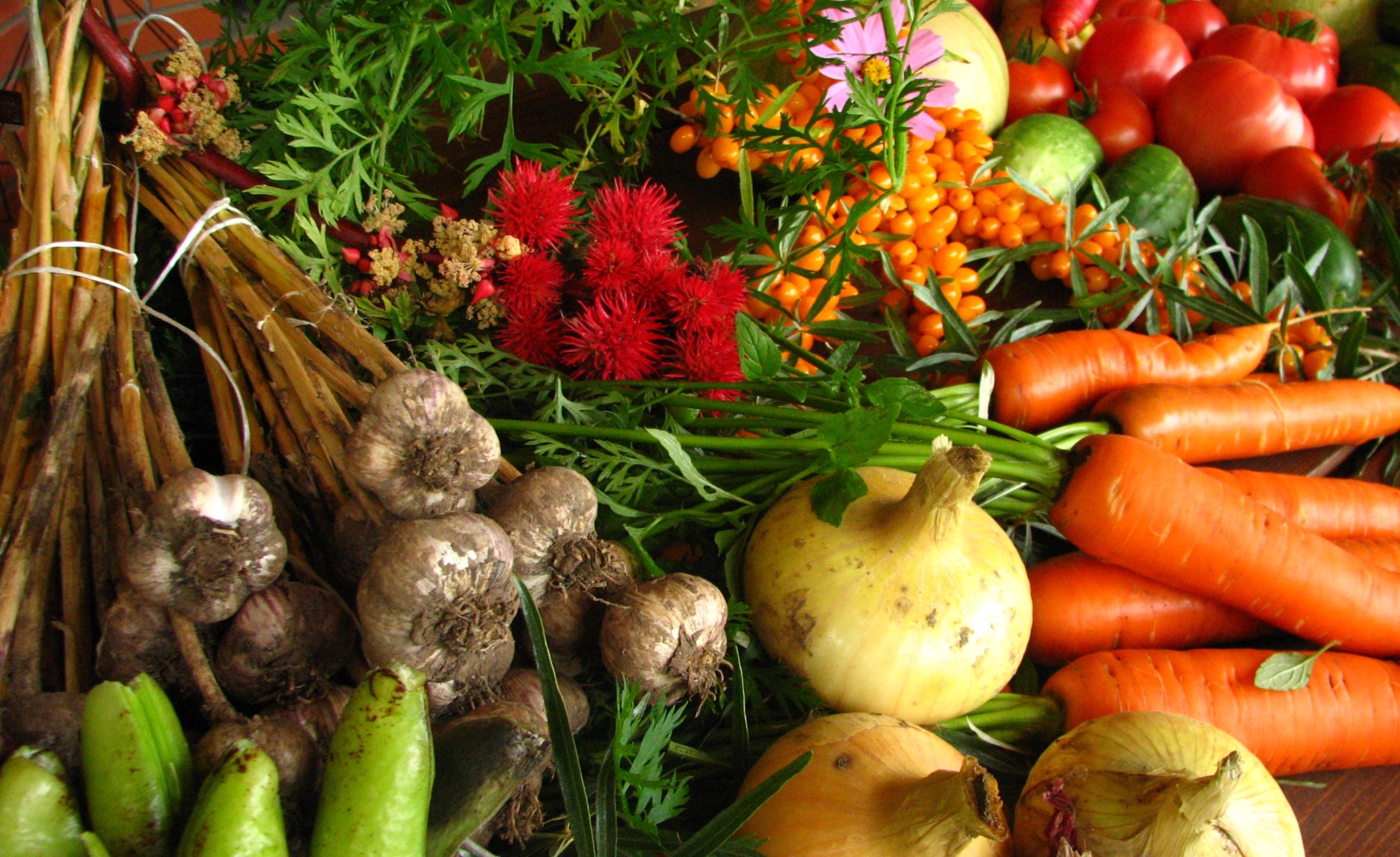 Mauritius Set to Become an Organic Island, States Agro-Industry ...
