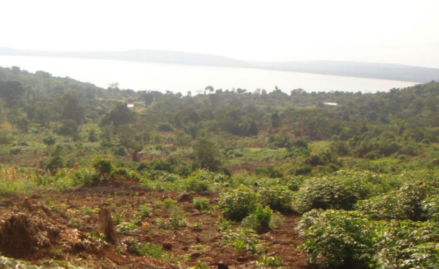 Uganda: Forest Cover Declines to 9 Percent As Mabira Gives Way ...
