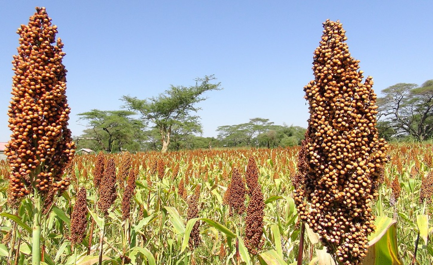 Sudan: Sorghum, Sudan's Staple Food of All Times - allAfrica.com