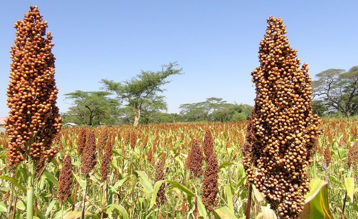 Sudan: Sorghum, Sudan's Staple Food of All Times - allAfrica.com