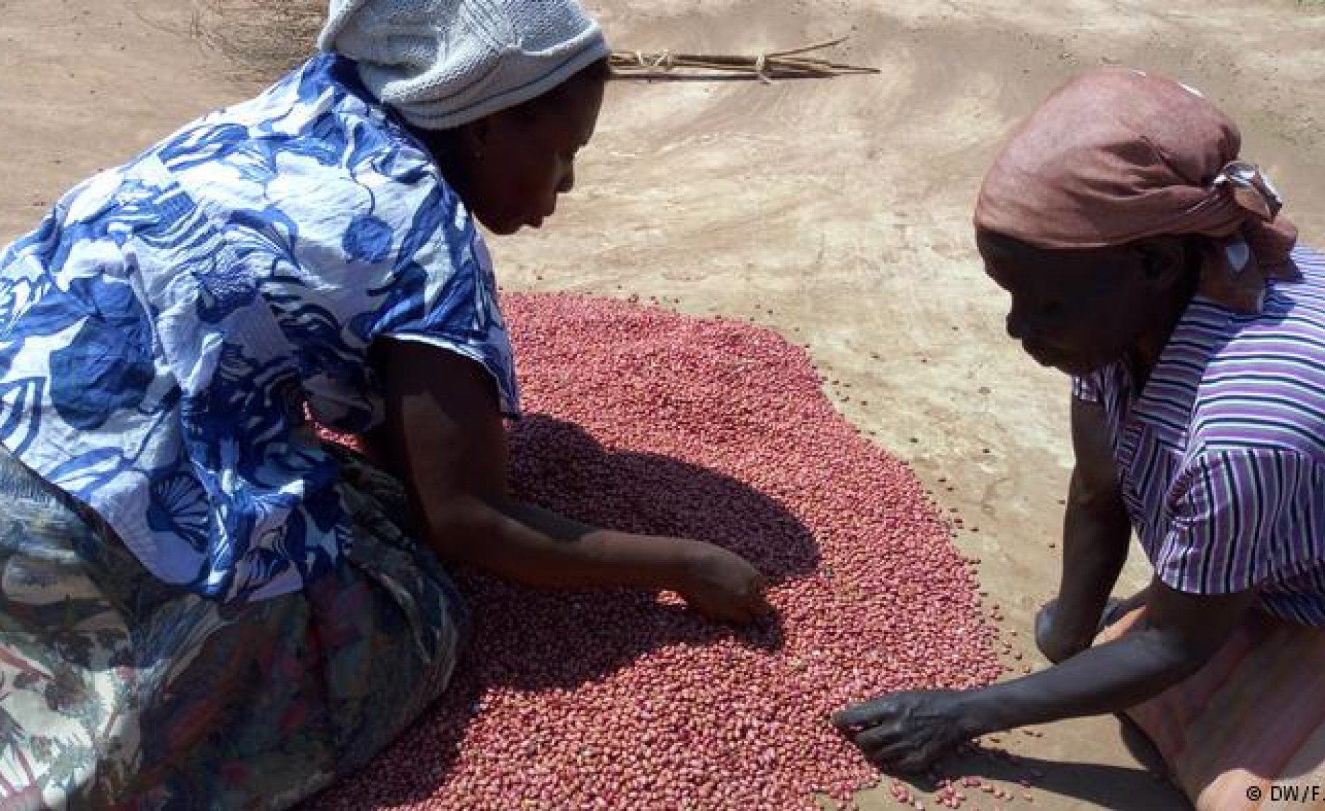 Uganda's 'Super Beans' - an Answer to Food Insecurity? - allAfrica.com