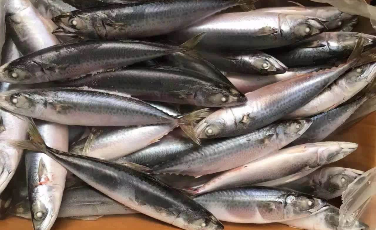 Tanzania Imports 2,000 Tonnes of Mackerel Fish From China - allAfrica.com