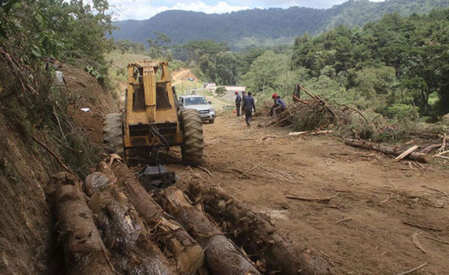 Kenya: Picking a Pathway Through the Disappearing Forests of Kenya ...