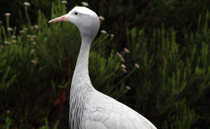Kenya: 'Kenyan Bird Completes 26,000km Journey to Return Home ...