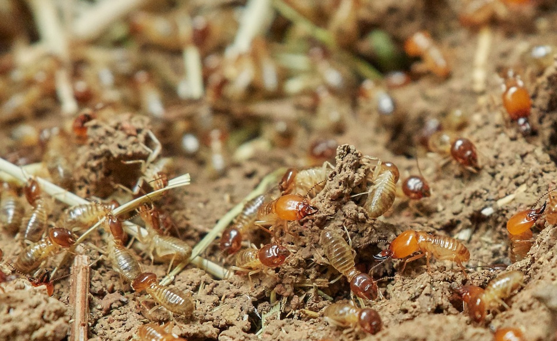 Nigeria: Termites Ate My School Certificate - Chief Justice - allAfrica.com