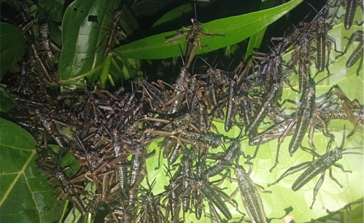 Zimbabwe: Understanding the Locust Problem - allAfrica.com