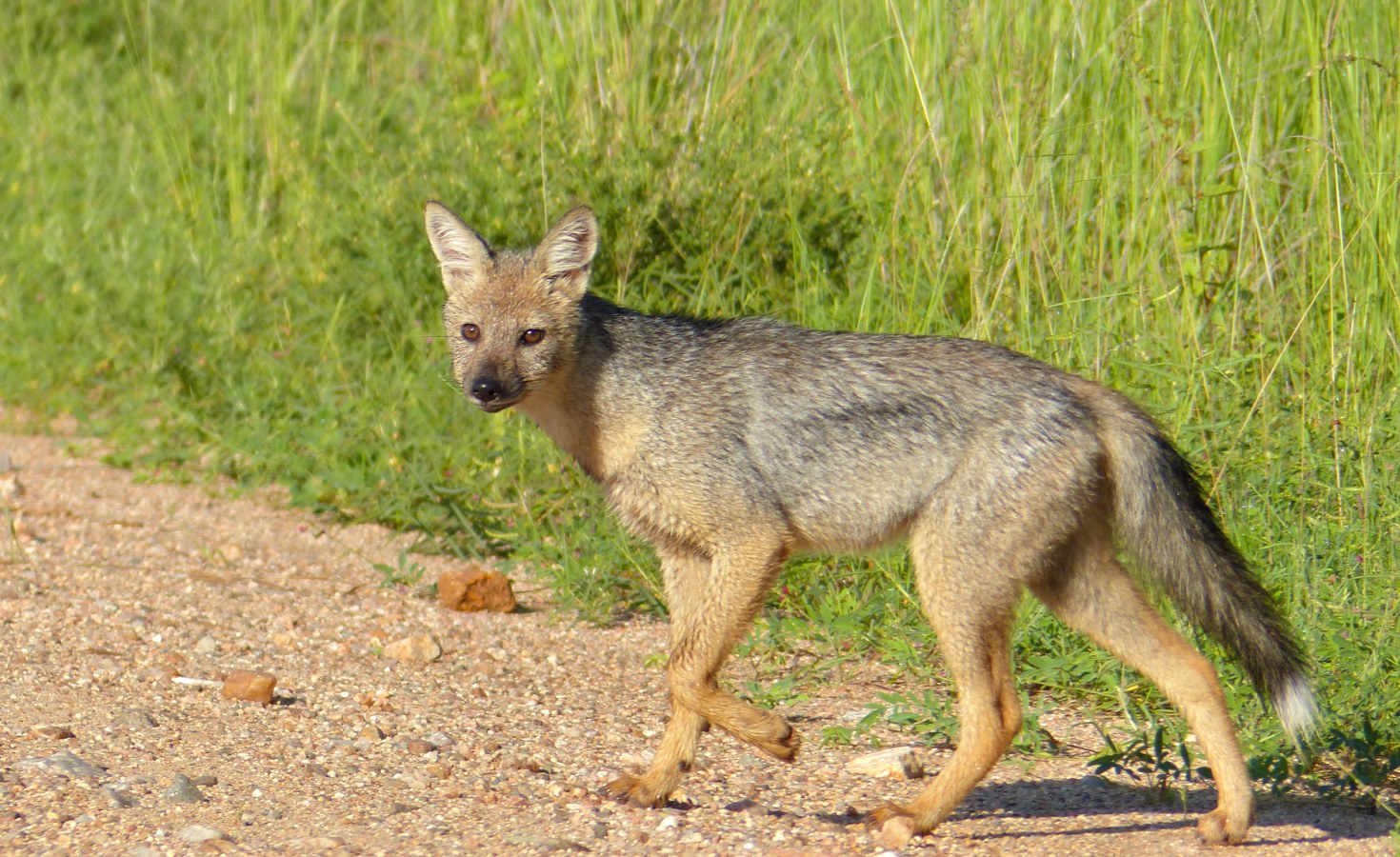 South Africa: Fossil Find Introduces a New Ancestor to the Jackal ...
