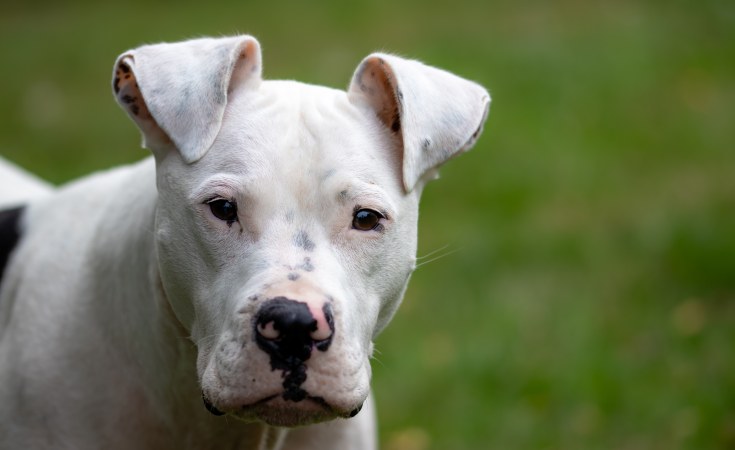 African Pitbull Fight
