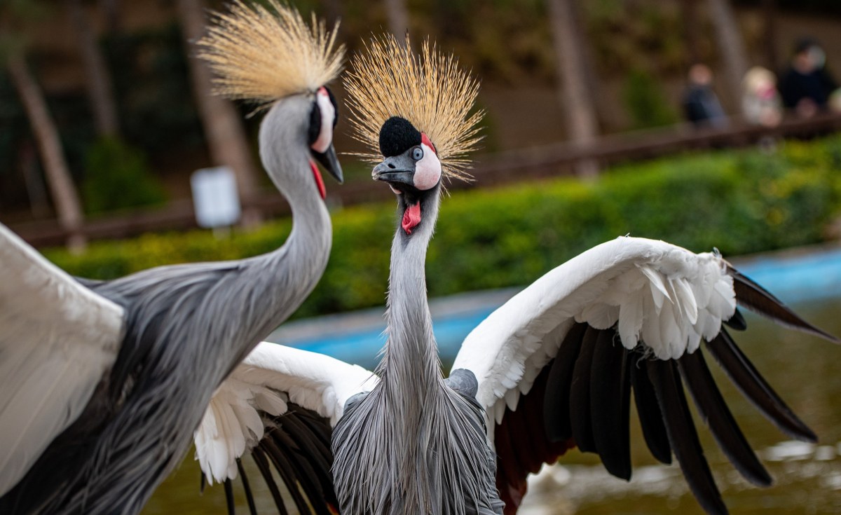 Uganda: This Bird Is Revered. Why Is Its Population Dwindling ...
